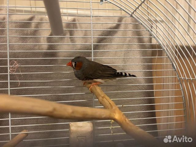 Птичка "амадина"