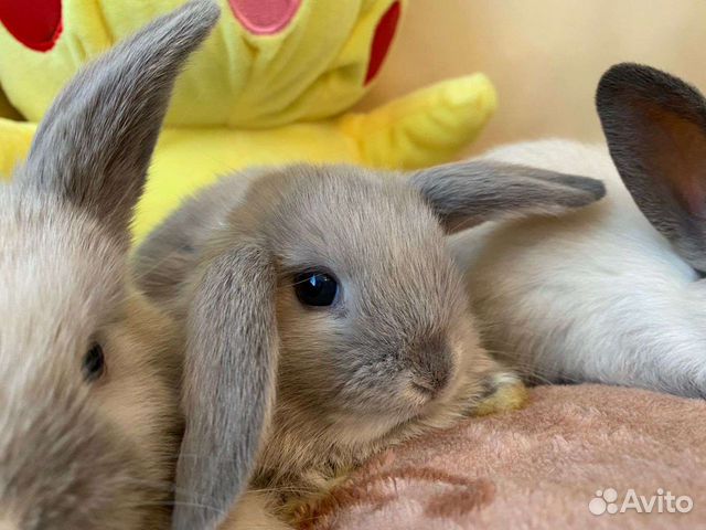 Малыши вислоушки