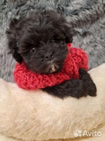 Мальтипу девочка