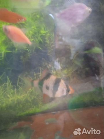 Рыбка барбус
