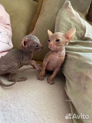 Донской сфинкс котята