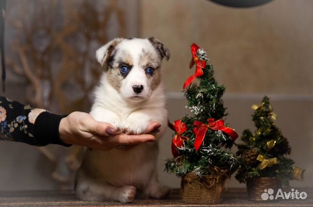 Замечательные щенки вельш корги кардиган