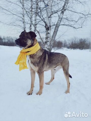 Подросток Добби ищет дом