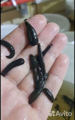 Пиявки медицинские