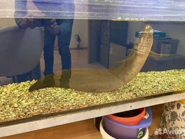 Протоптерус 70см