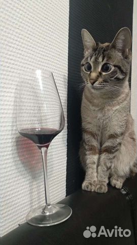 Тайская сил тебби поинт ищет мужа (вязка)