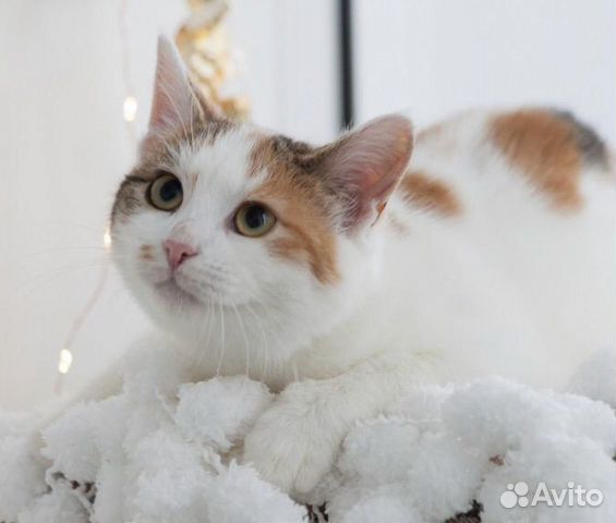 Трехцветка котенок подросток Булочка 6 месяцев в д