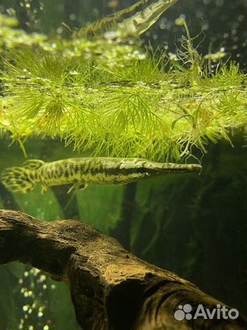 Щука панцирная флоридская