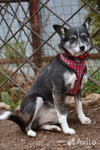 Милая небольшая стерилизованная девочка