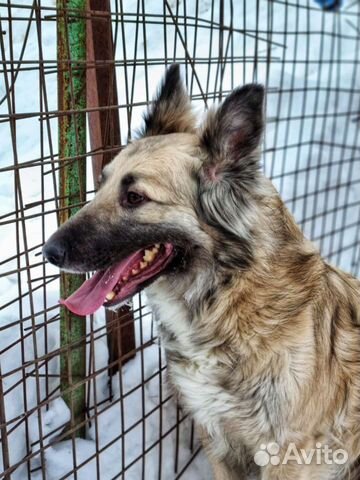 Собака Пушок в дар