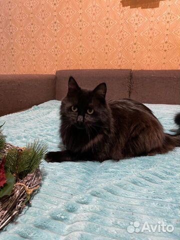 Красавица Пушенька 1 годик, очень ласковая