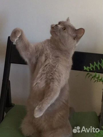 Отдадим бесплатно