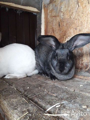 Калифорнийские кролики