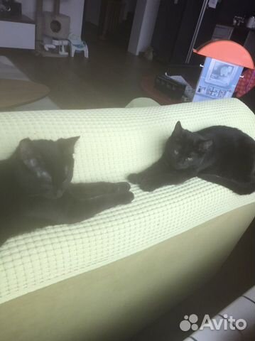 Котята, мальчик и девочка, около 4 мес, лоток и ко