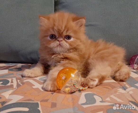 Персидский котишка