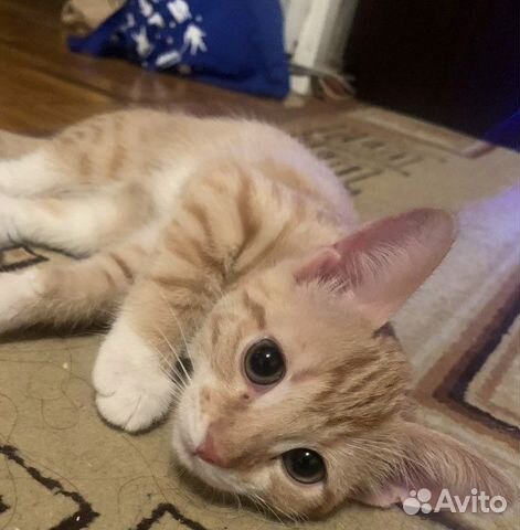 Котенок нежный