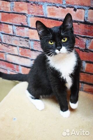 Котенок девочка Шанти 5 мес