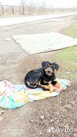 Собаки бесплатно