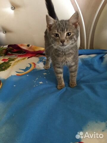 Котенок в добрые