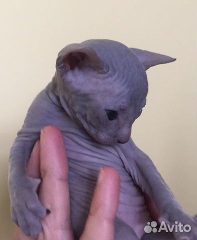 Лиловая малышка