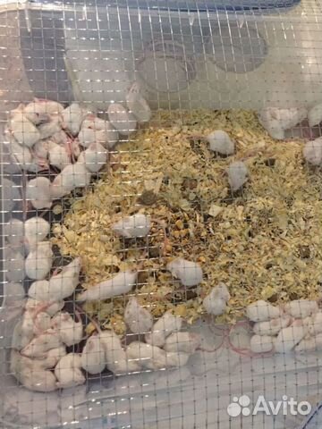 Мышки белые