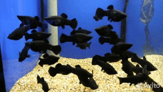 Аквариумные рыбки и улитки(ампулярии)