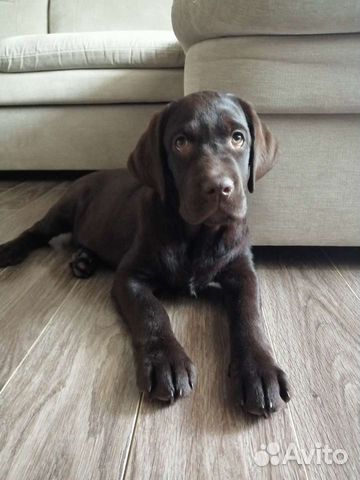 Щенки лабрадора шоколадная девочка