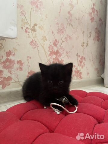 Котенок британка