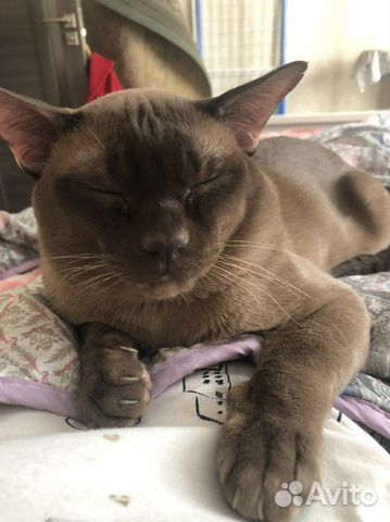 Бурманский кот на вязку