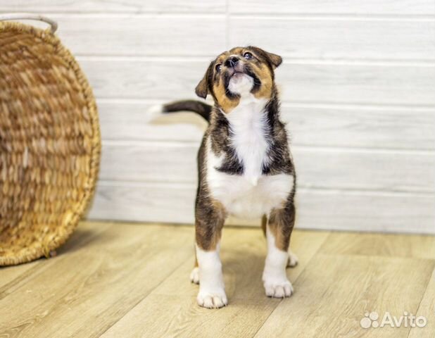 Щенок девочка Фани ищет новый дом