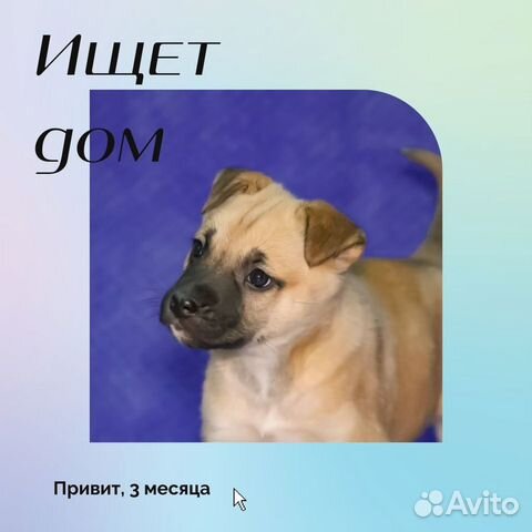 Щенок в дар. Тедди