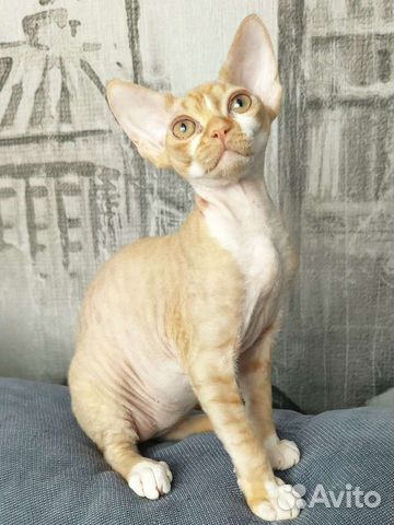 Наше рыжее ждёт своих людей