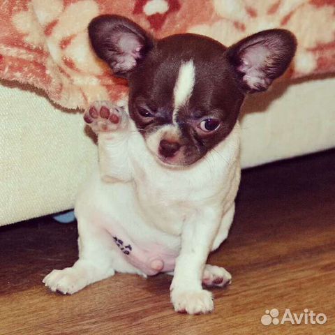 Чишки-мальчишки