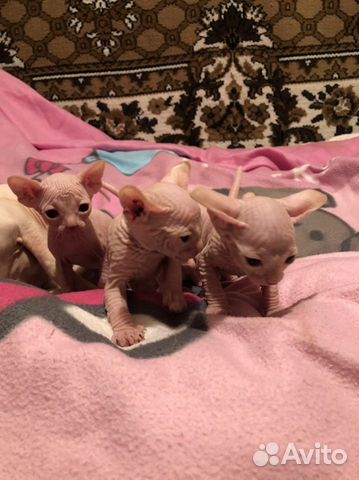Котята сфинкс