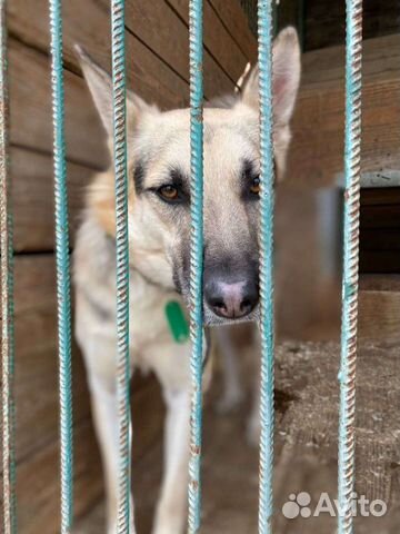 Красавец Норд ждет семью