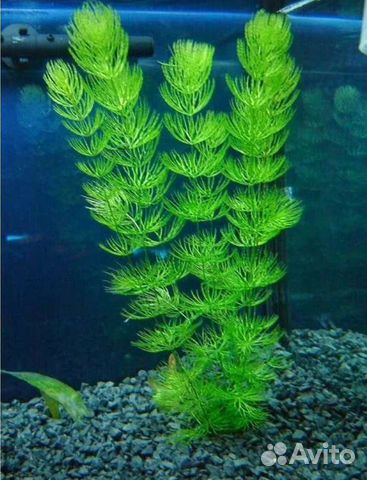 Роголистник - Аквариумное растение