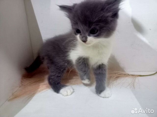 Котик Манчкин лонг