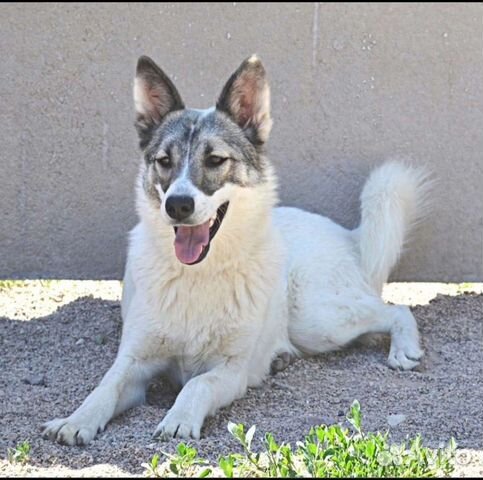 Собаки бесплатно