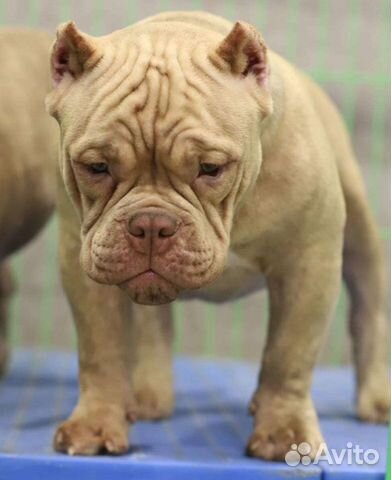 Американский булли экзот-покет