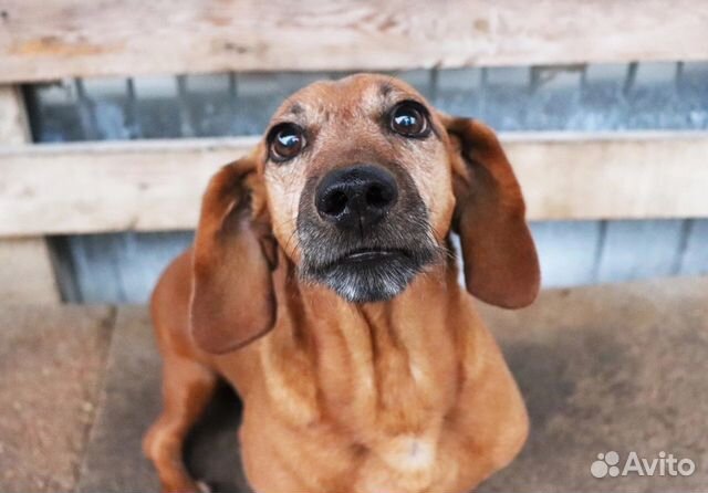 Такса ищет дом