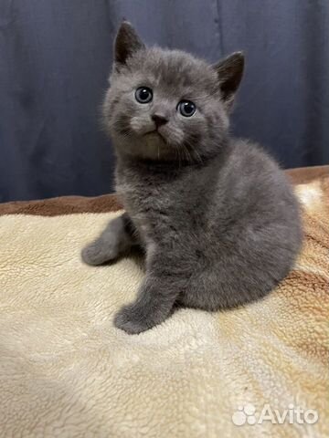 Британская