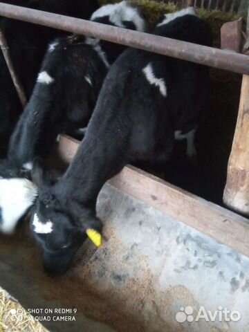 Коровы и телки