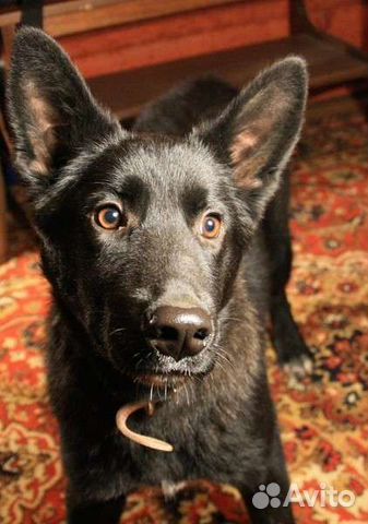 Черная немецкая овчарка метис