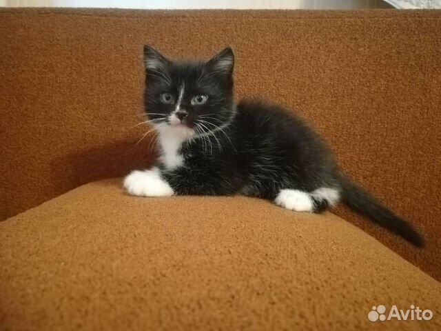 Шикарный котик, 2 мес