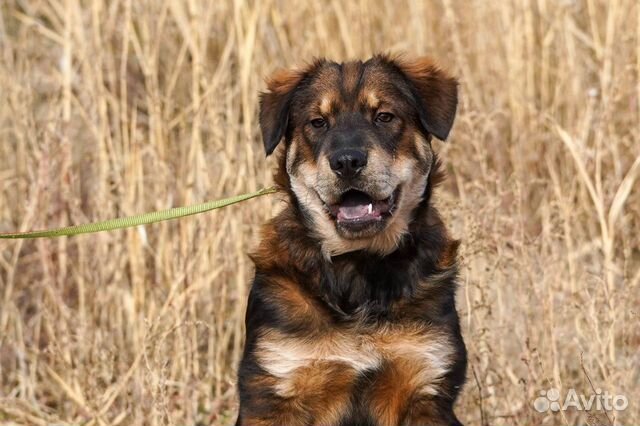 Помесь с чау-чау