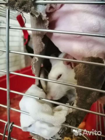 Крыса домашняя (без клетки)