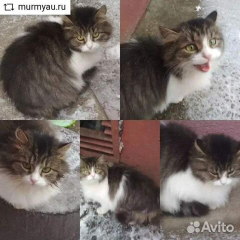 Молодой ласкуше Пушинке очень нужен дом