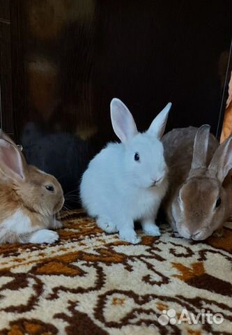 Декоративные кролики породы "Рекс"