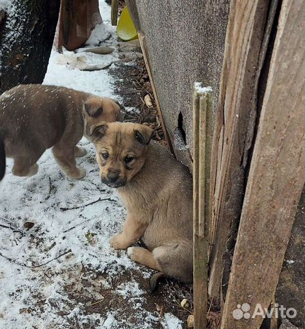 Щенки замерзают на холоде