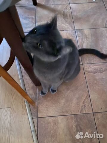 Котика в хорошие руки, кастрат, 2,5 годика, ходит